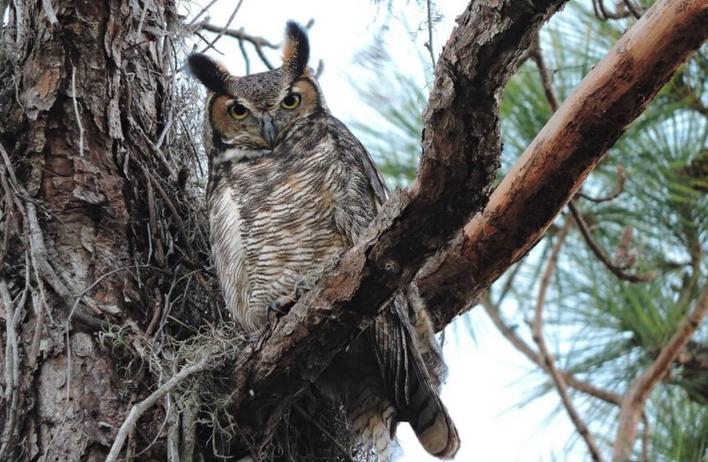 Great Horned Owl Predators: What Threatens Them And How They Protect ...