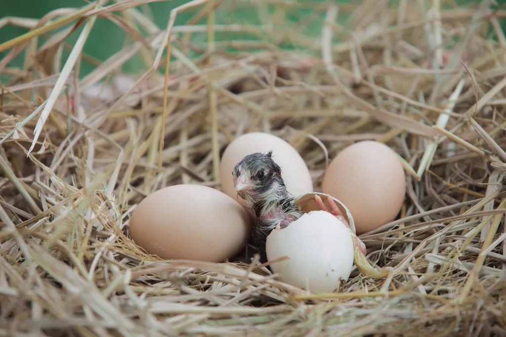 Are There Any Birds That Give Live Birth: Myths and Facts Revealed